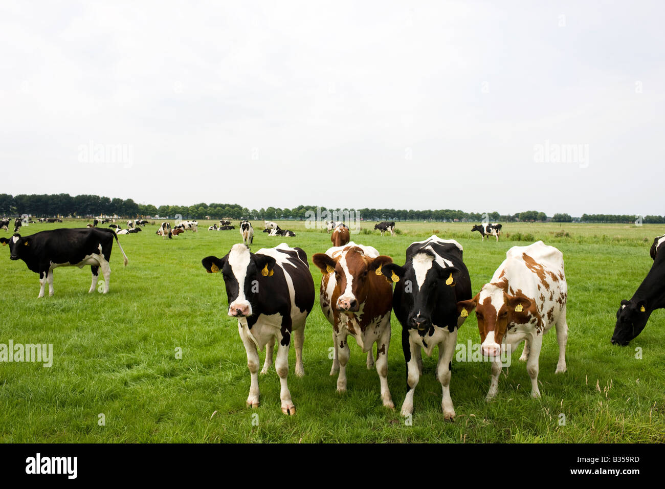 Holstein Friesian cows Stock Photo - Alamy
