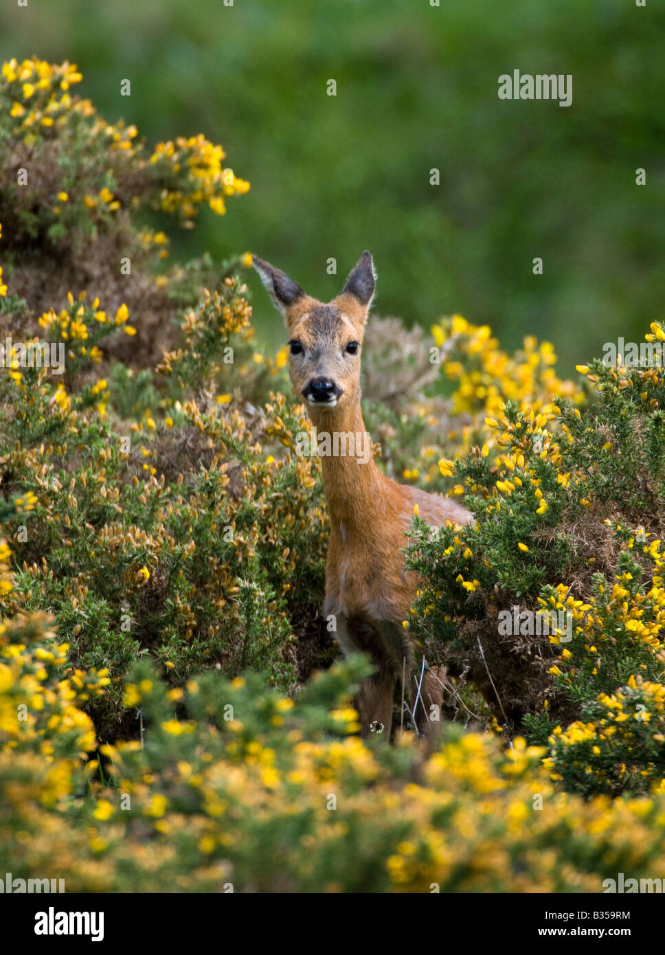 Roe deer scotland hi-res stock photography and images - Alamy