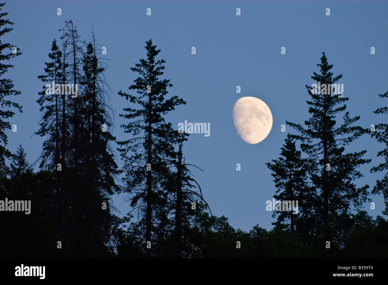 Rising trees hi-res stock photography and images - Alamy