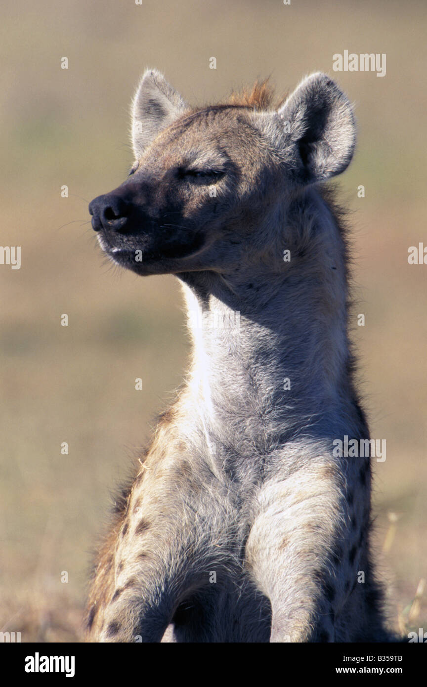 Hyena spotted hyena hyena sitting hi-res stock photography and images ...