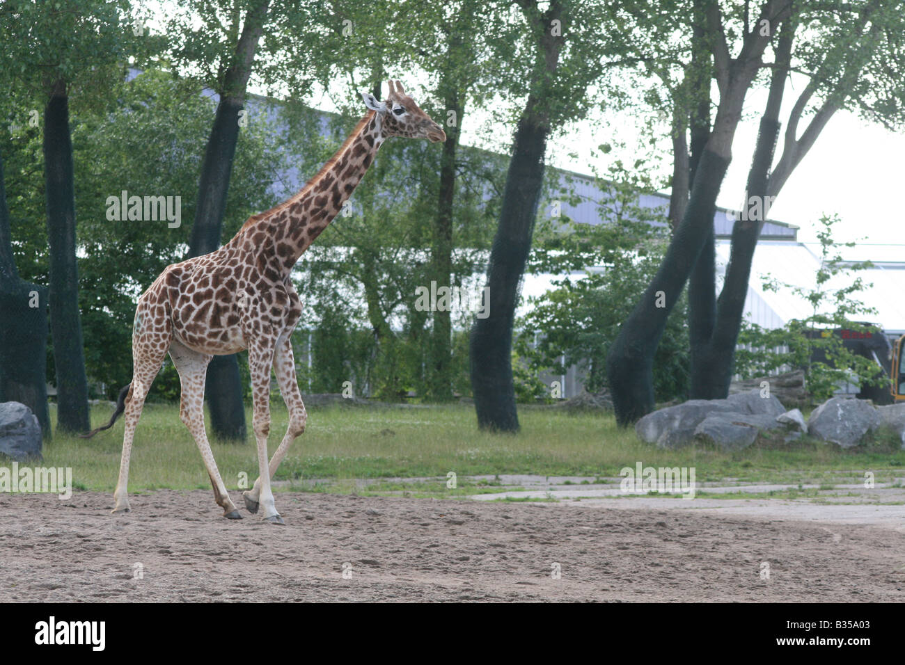 Giraffe (Giraffa Camelopardalis) [Chester Zoo, Chester, Cheshire ...