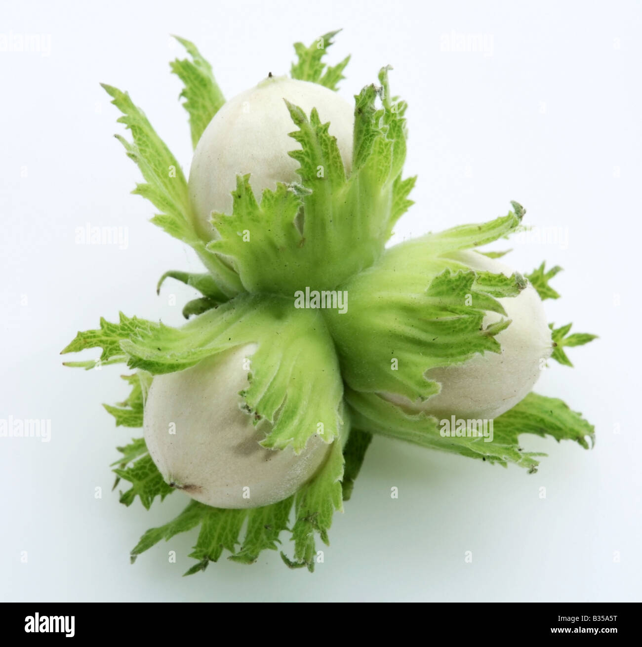 Filbert nut hi-res stock photography and images - Alamy