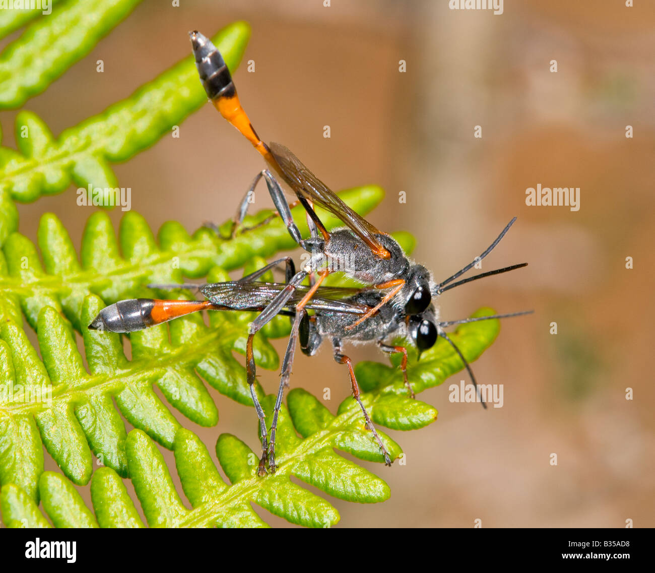 Wasp mating hi-res stock photography and images - Alamy
