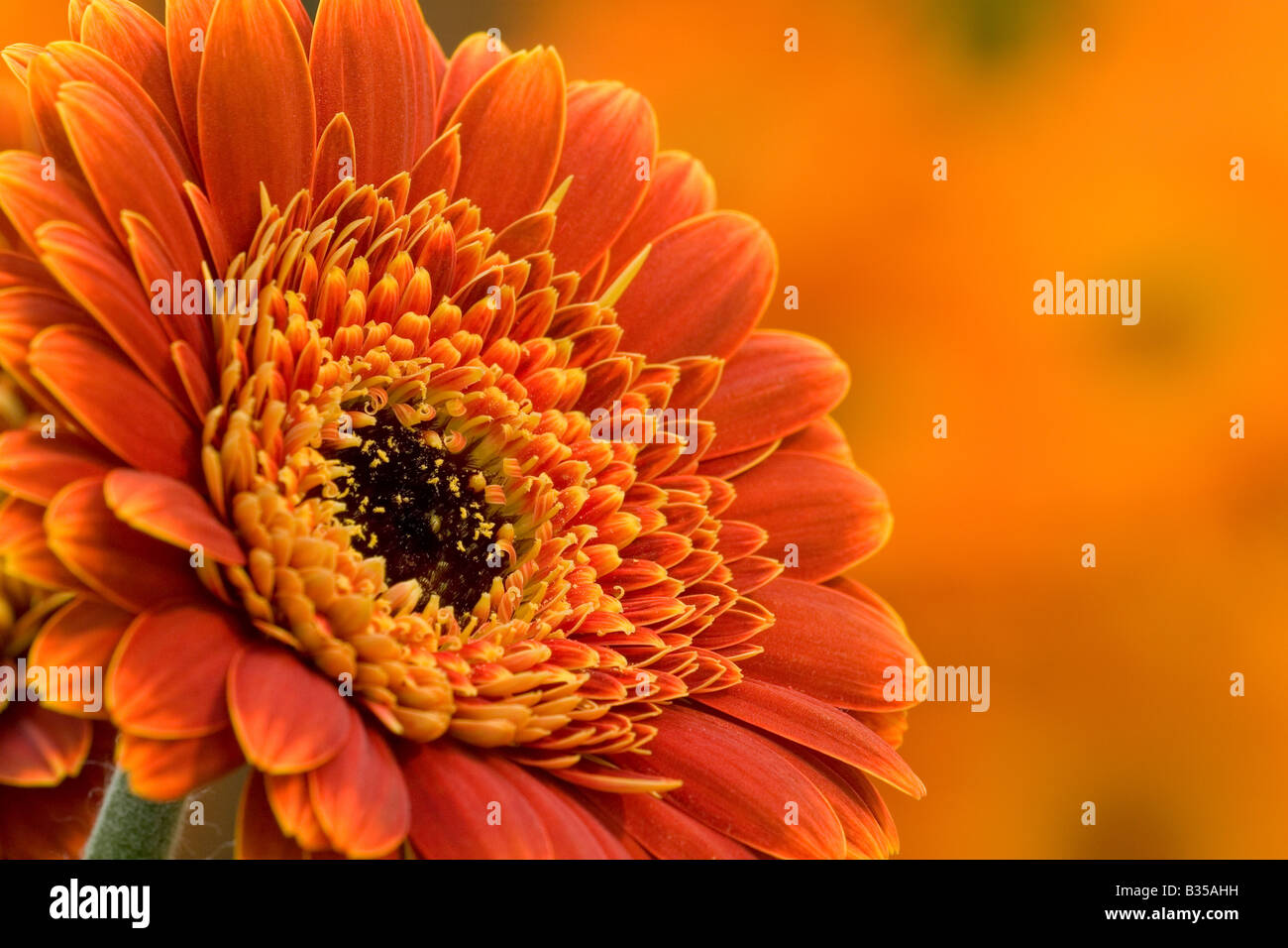 Orange and red Gerbera with soft foucs yellow background Stock Photo ...