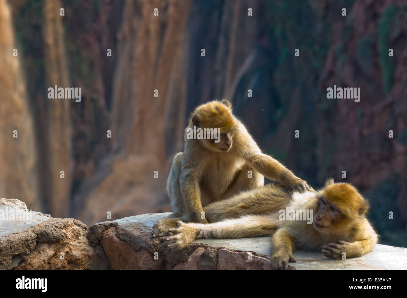 Barbary Macaque (Macaca sylvanus) with background of Ouzoud waterfall ...