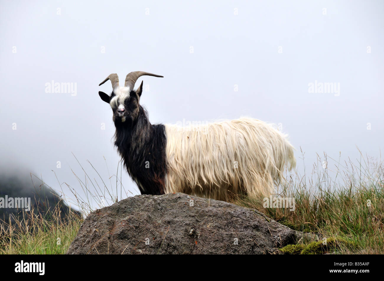 Welsh mountain goat hi-res stock photography and images - Alamy