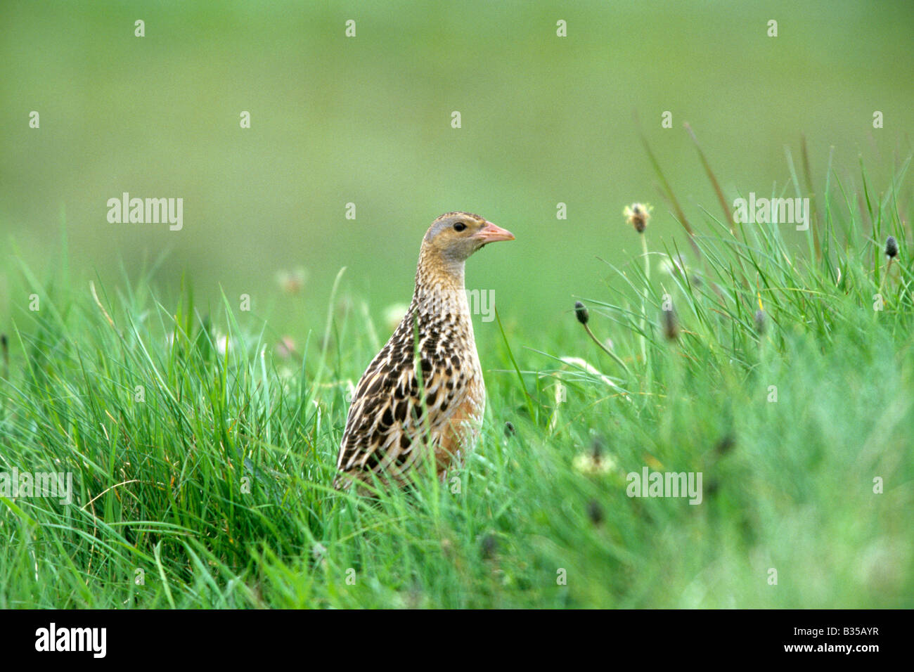 Corncrake (Crex crex) in hay meadow Stock Photo - Alamy