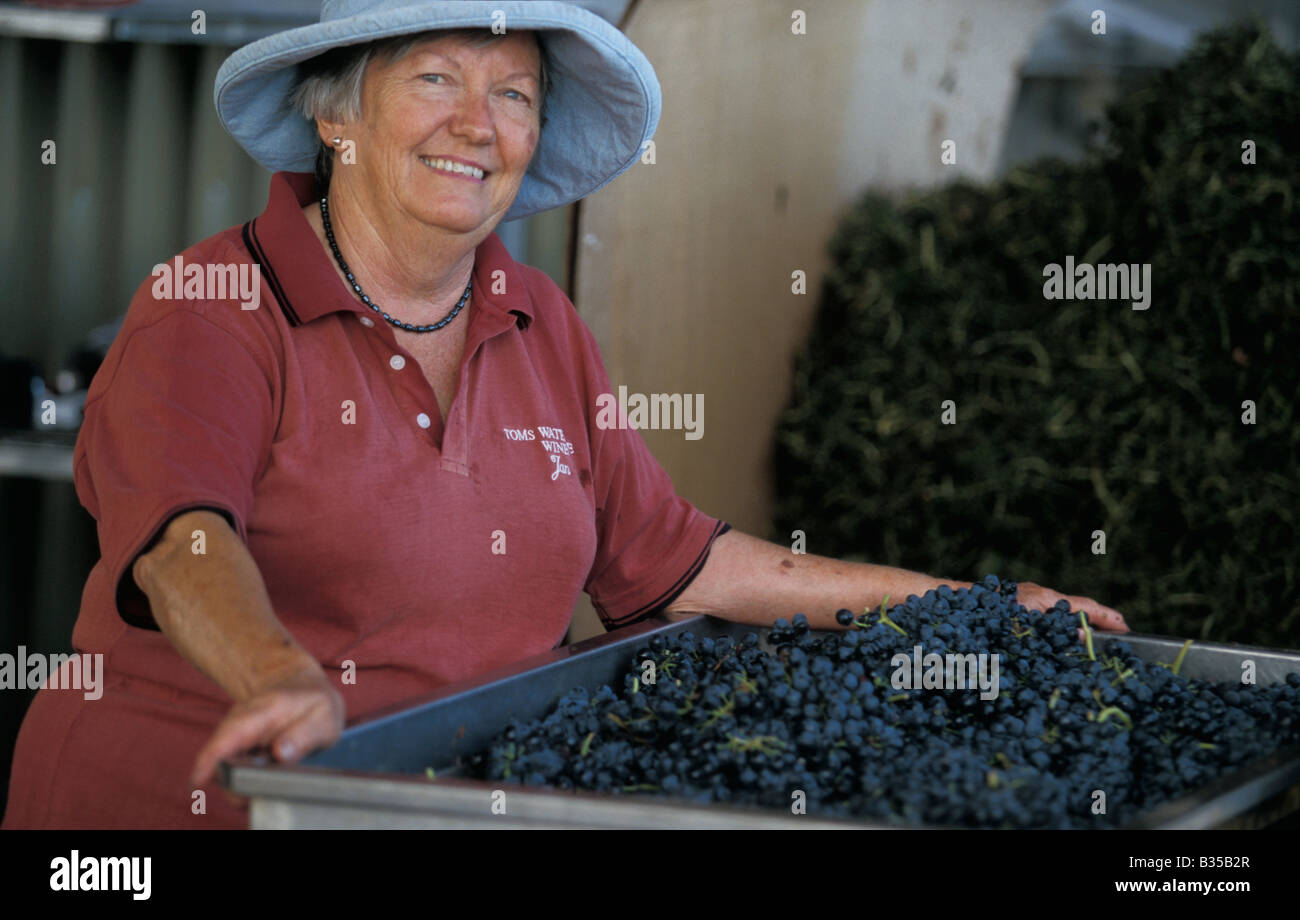 Jan Kerr crushing Grapes Tom's Waterhole Canowindra New South Wales ...