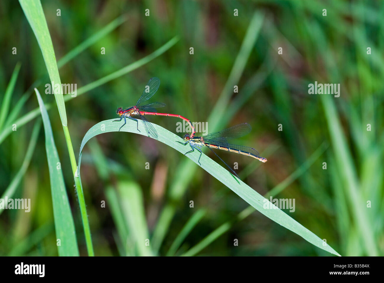Large Red Damselflies mating Stock Photo - Alamy