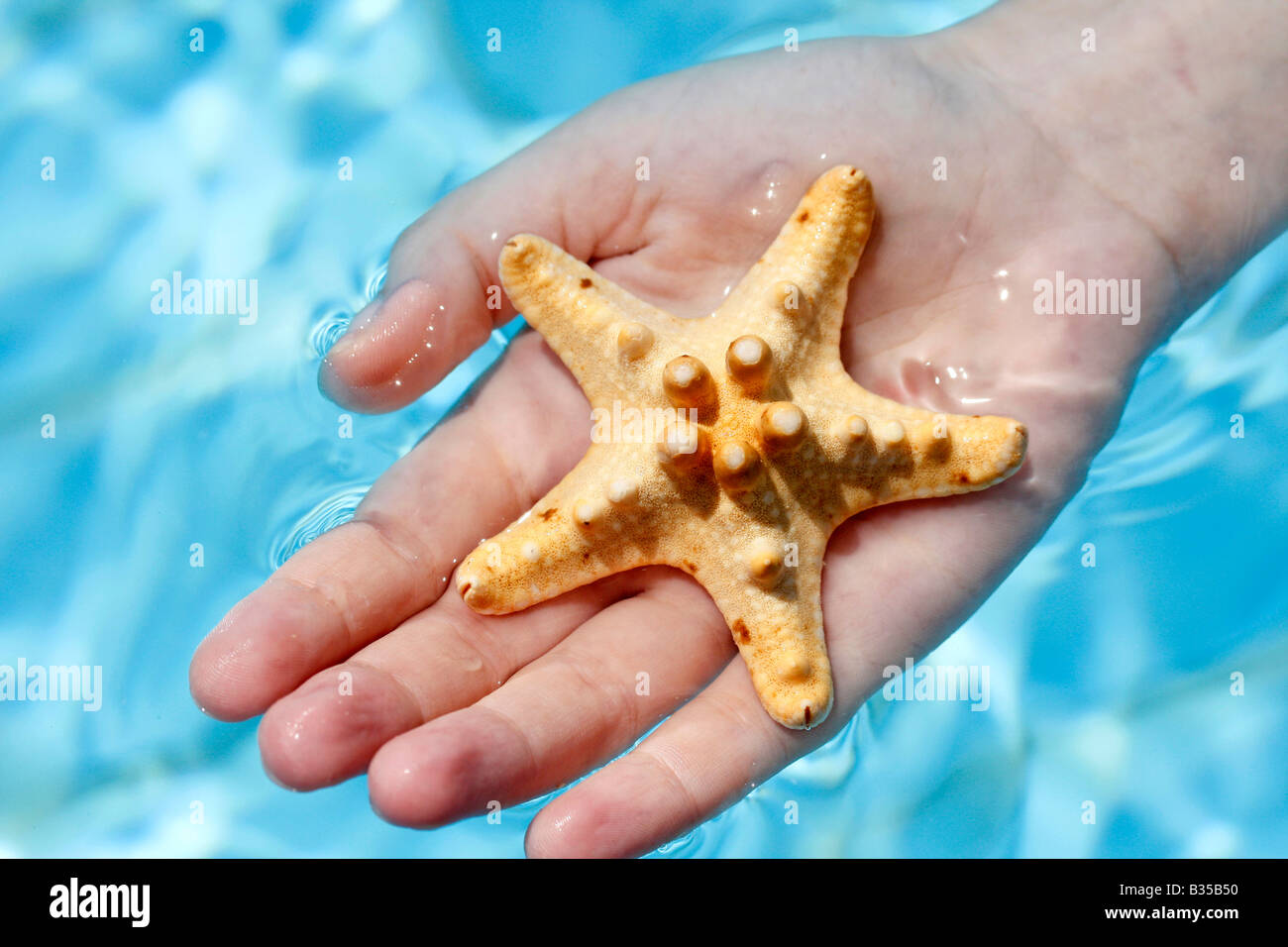 Human hands holding starfish hi-res stock photography and images - Alamy