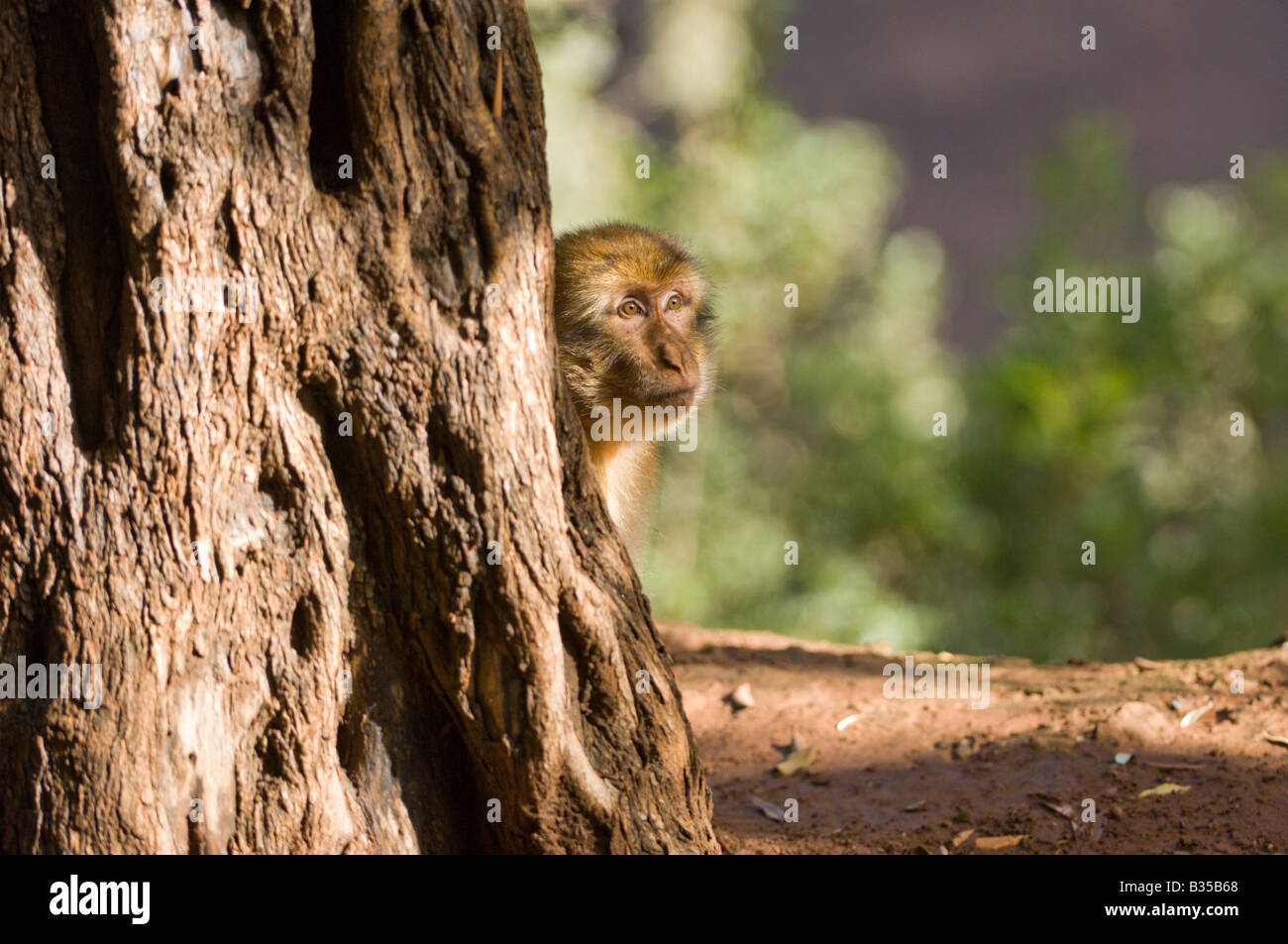 Barbary Macaque (Macaca sylvanus) in the Cedar forest, Ifrane natural ...