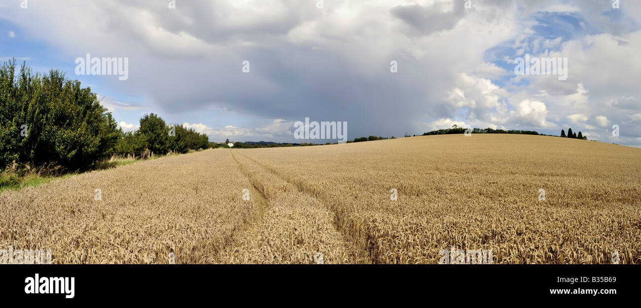a field of crops ripening in the summer sunshine Stock Photo - Alamy