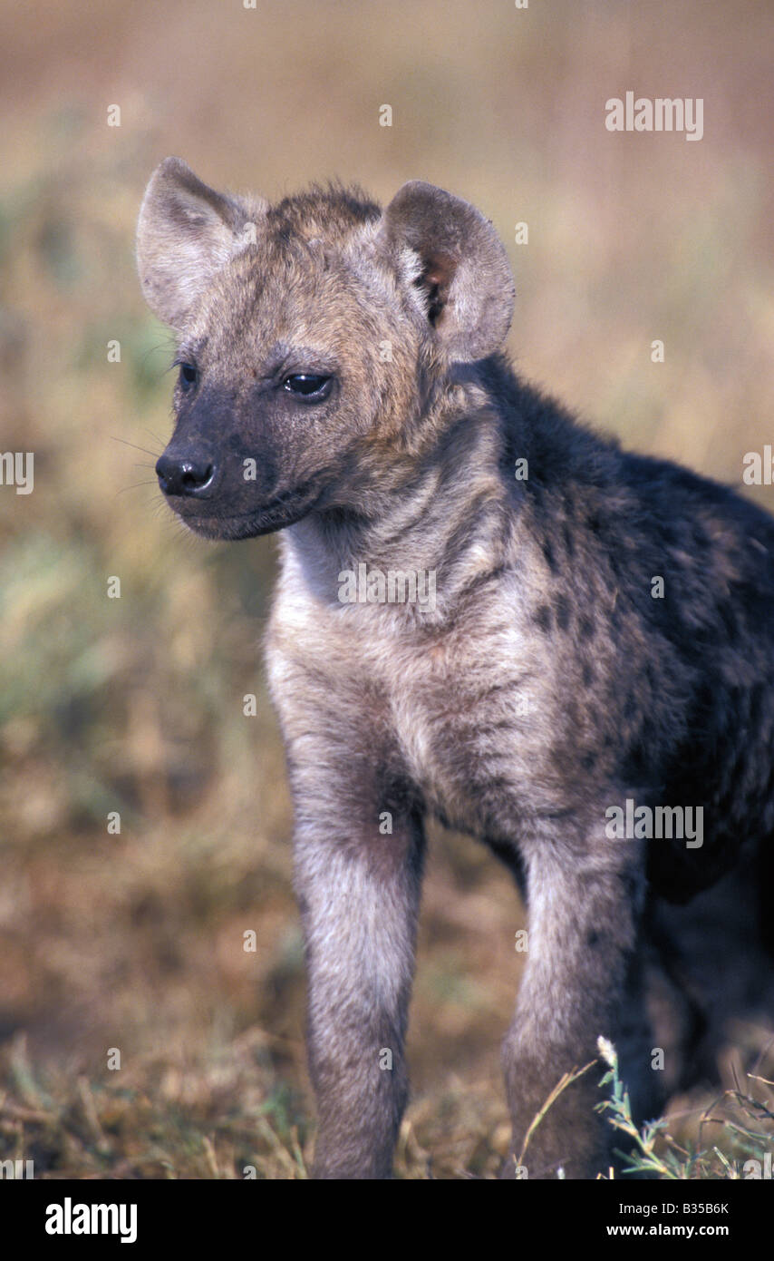 Hyena, Spotted hyena, young hyenas in grass, Maasai Mara Game Reserve ...