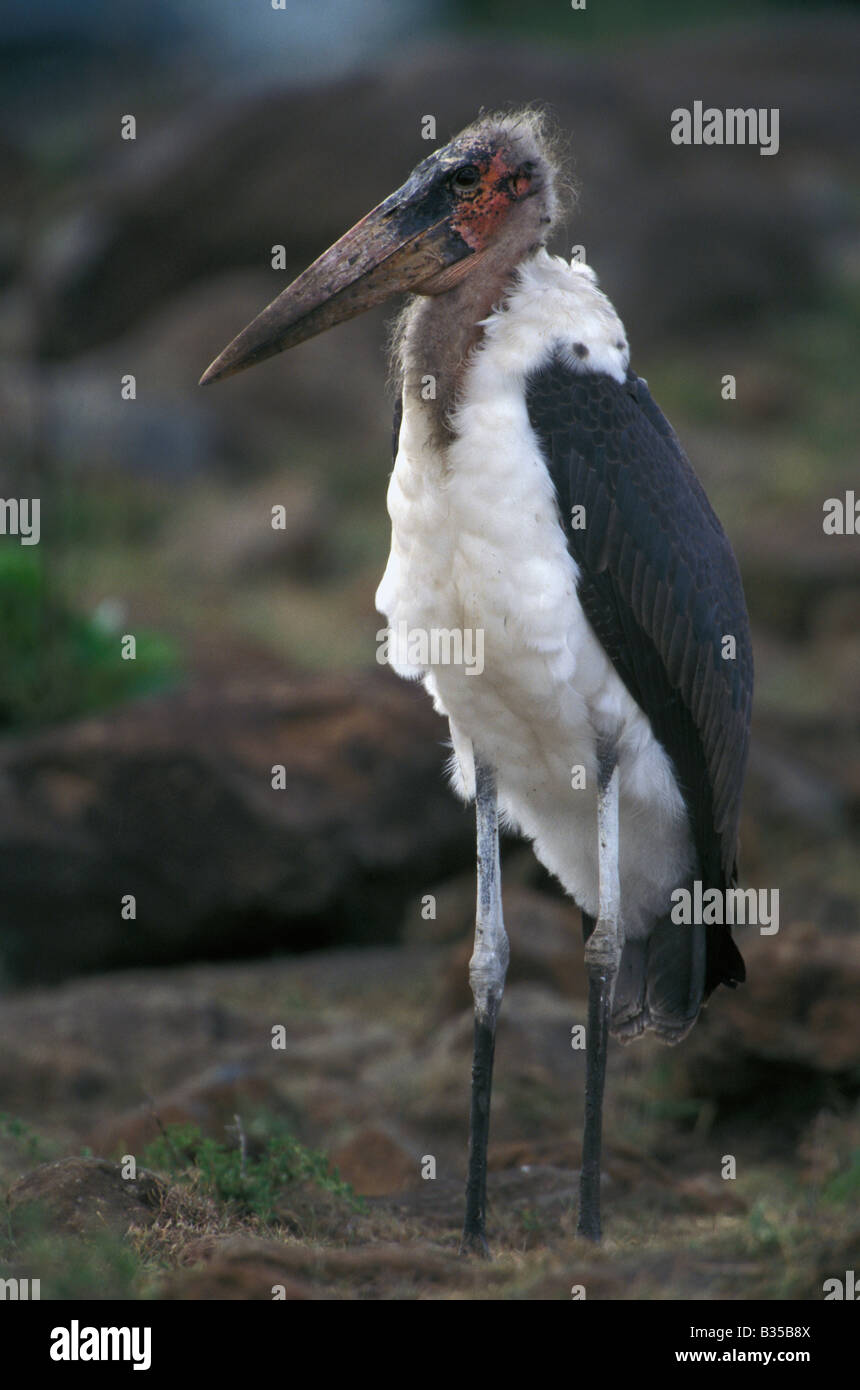 Stork, Marabou stork, stork on ground, Massai Mara Game Reserve, Africa ...