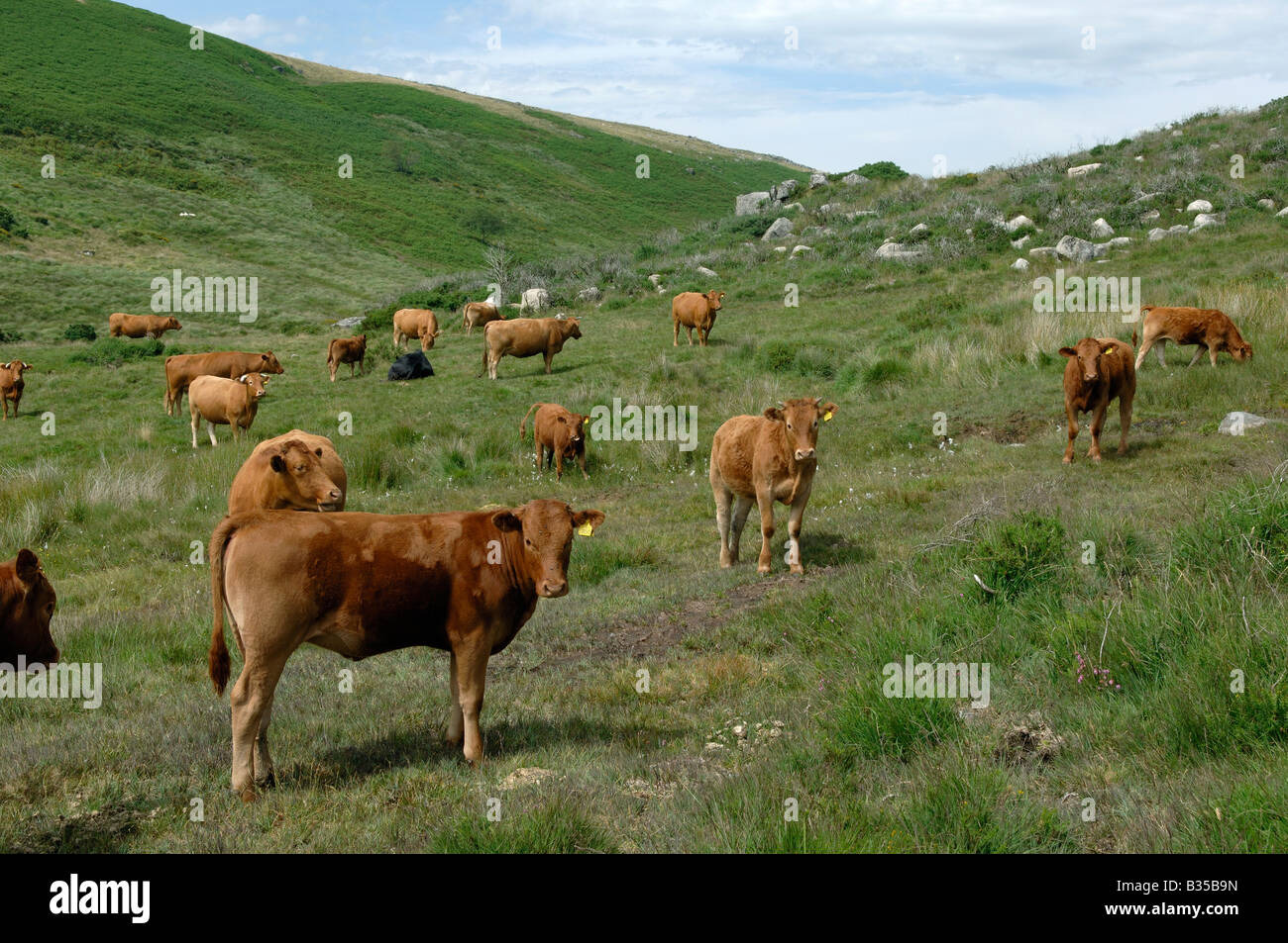 British Limousin cows grazing close to the River Dart in Darmoor ...