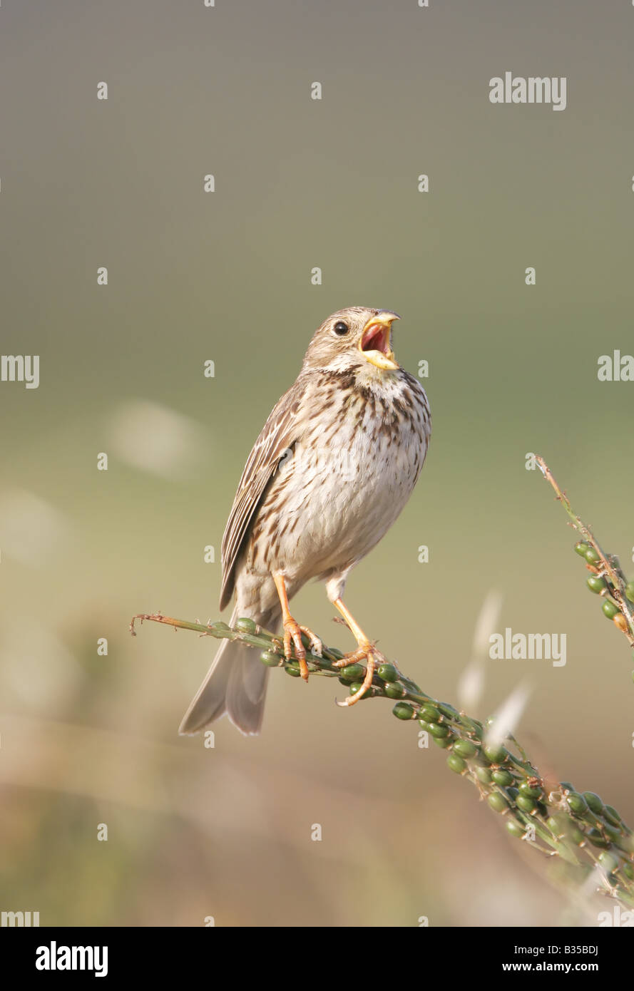 Corn Bunting singing in meadow Stock Photo - Alamy