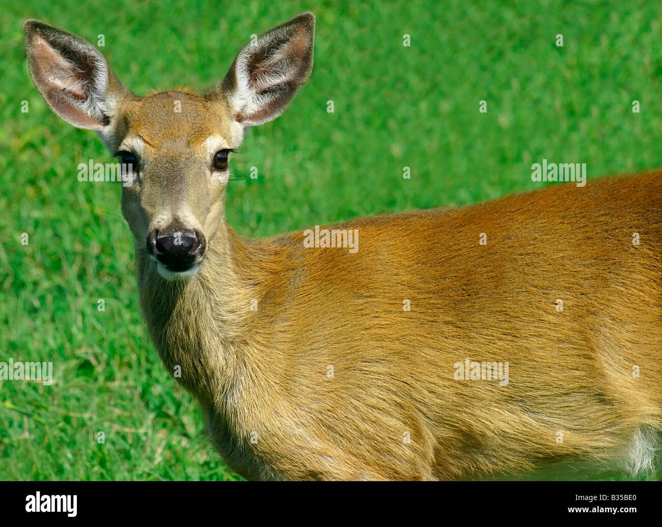 This is a young deer looking at the camera Stock Photo - Alamy