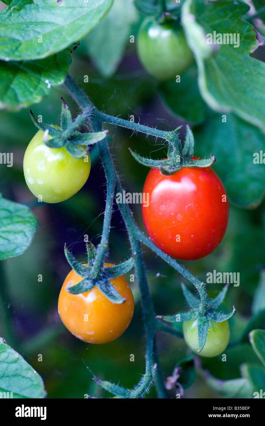 Mini Plum High Resolution Stock Photography and Images - Alamy