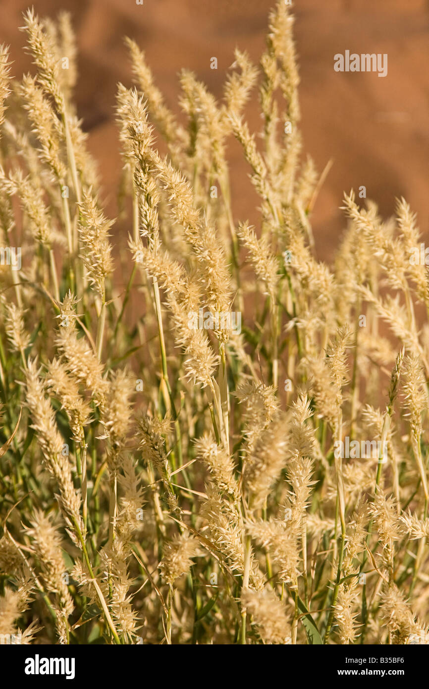 Stalks of grass among sand dunes of Sossusvlei sand dune area in ...