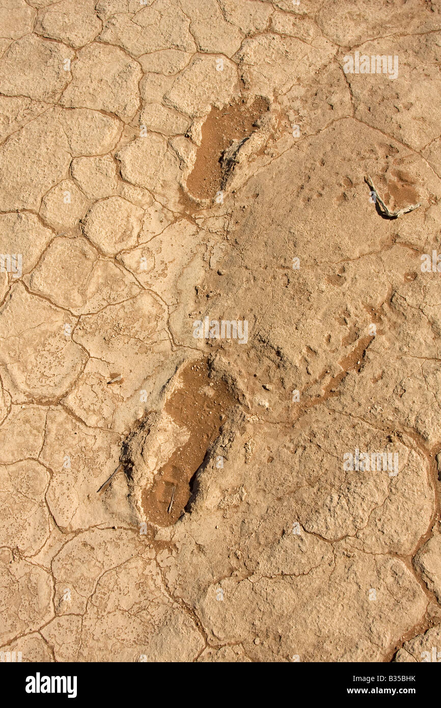 Footprints frozen in cracked mud patterns in limestone of Dead Vlei a ...
