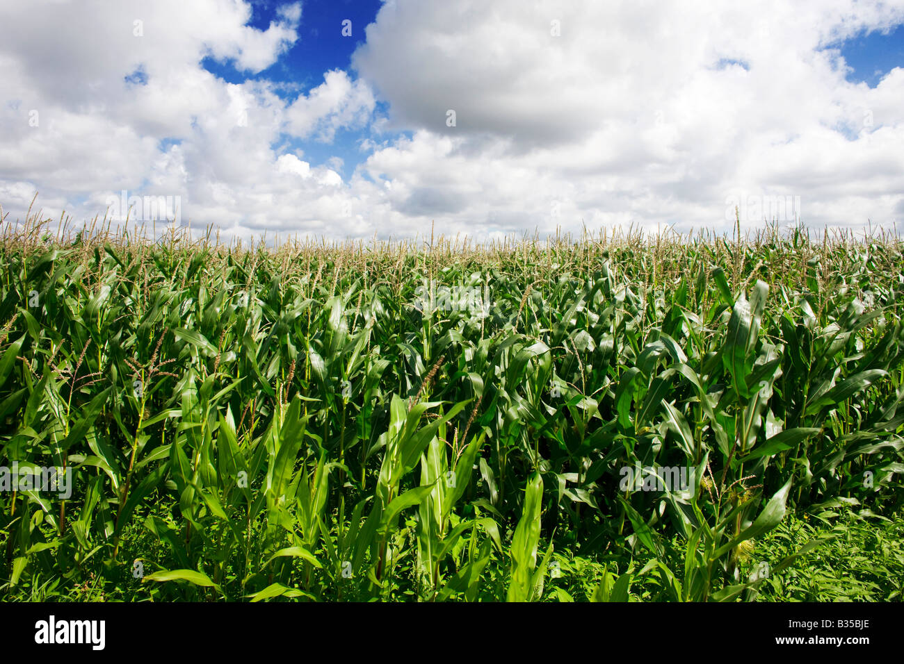 maize corn field Stock Photo - Alamy