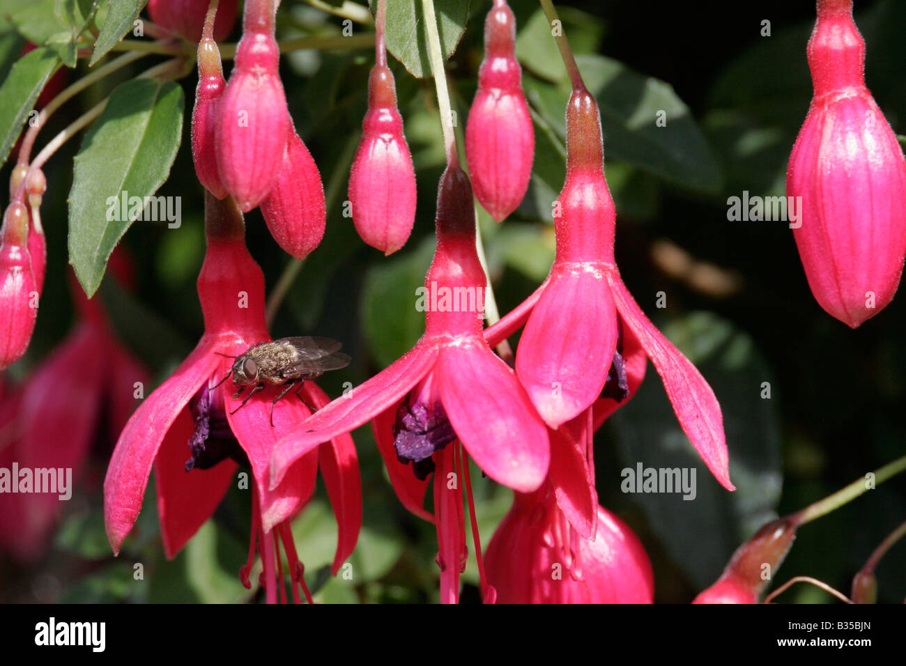 horse fly on fuscia Stock Photo - Alamy