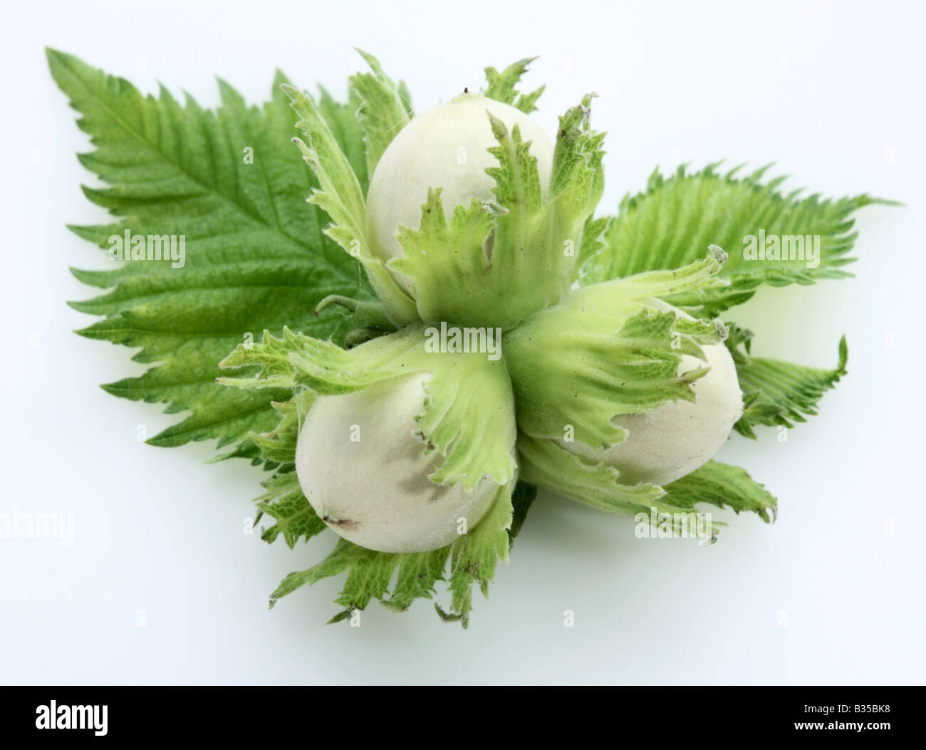 Filbert nut hi-res stock photography and images - Alamy