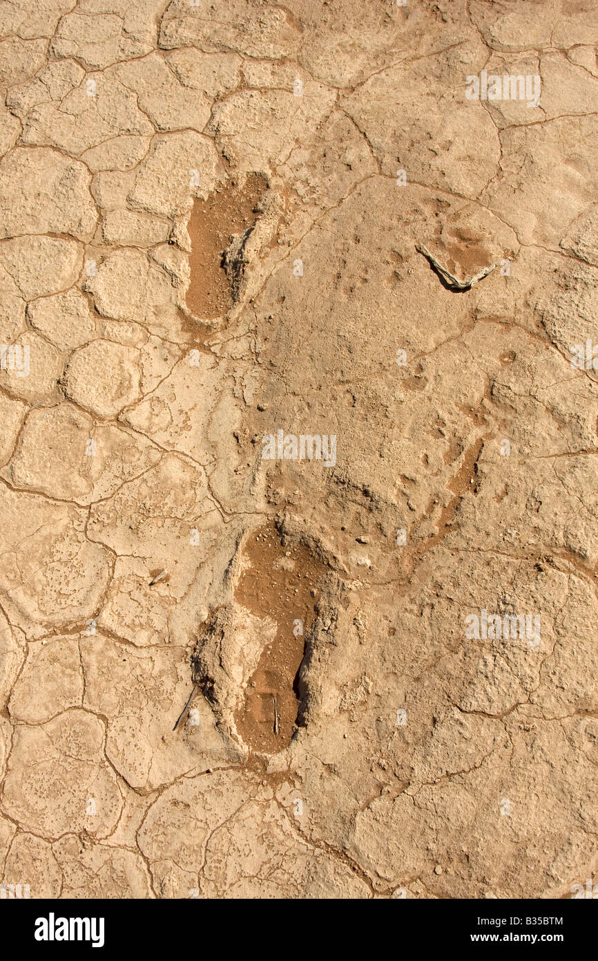 Footprints frozen in cracked mud patterns in limestone of Dead Vlei a ...