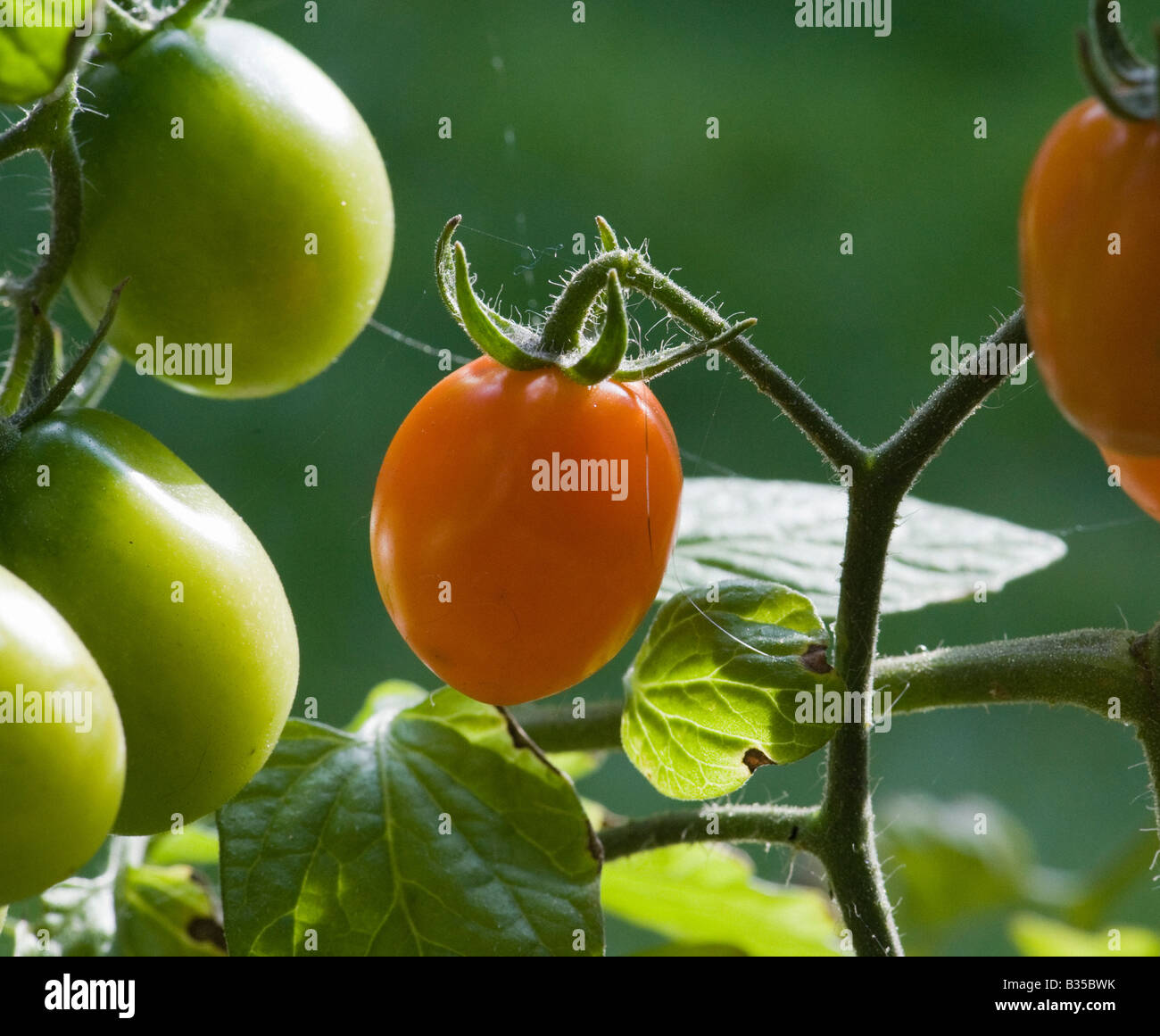 A collection of Orange and Green Mini Italian Plum Cherry Tomatoes on ...