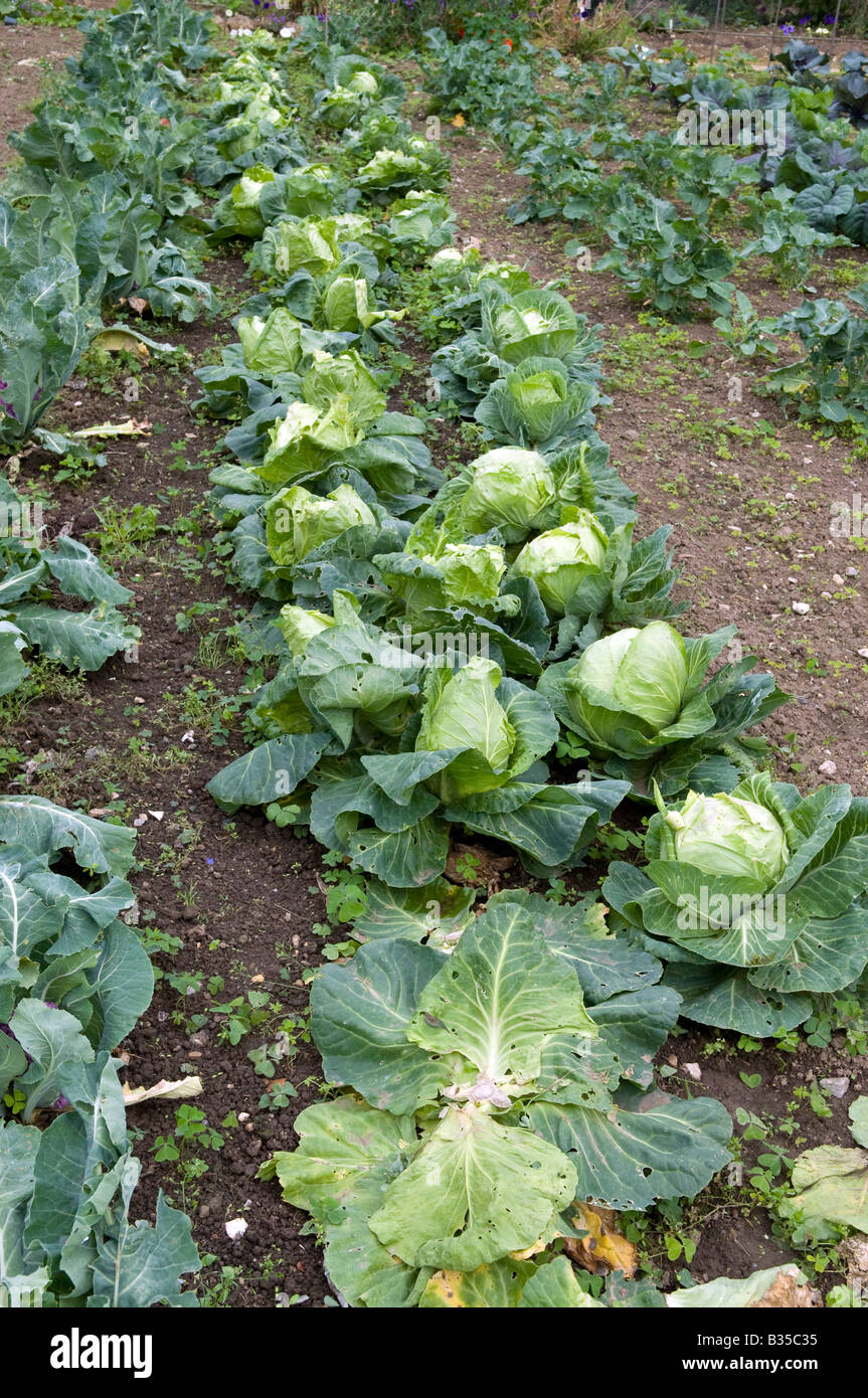 Cabbage patch hi-res stock photography and images - Alamy