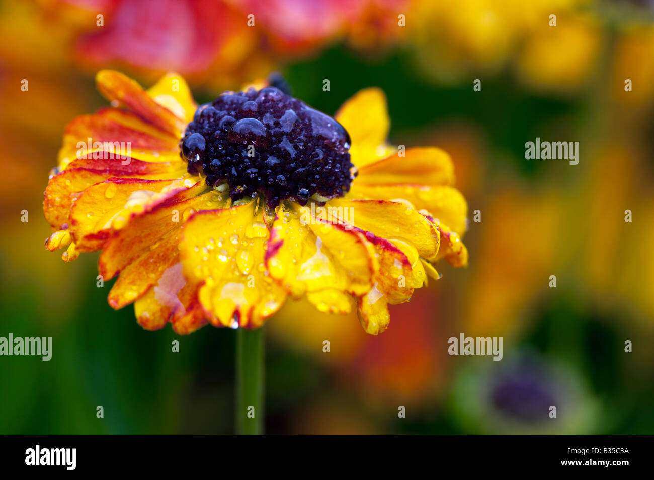 Orange helenium flower hi-res stock photography and images - Alamy