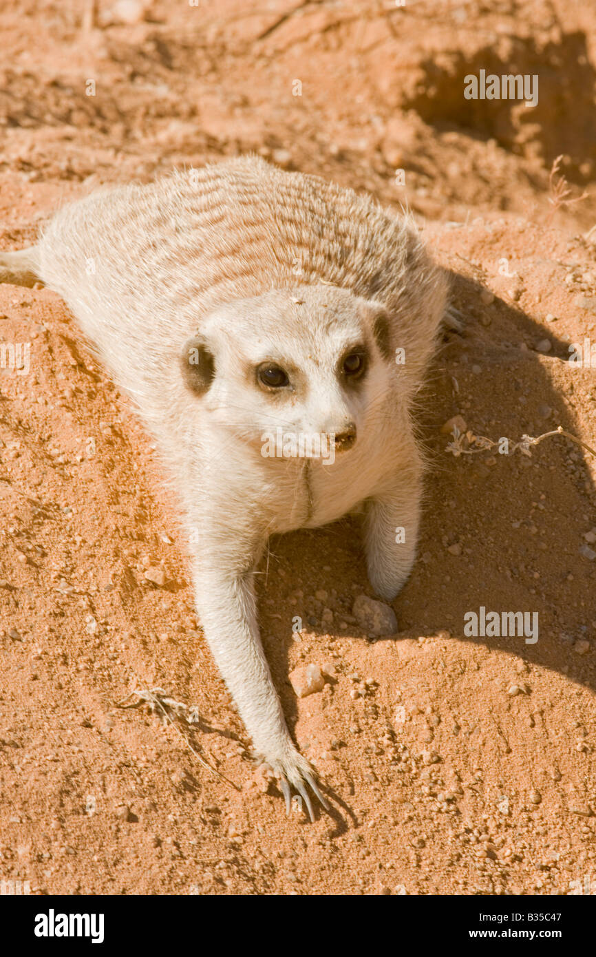 Relaxed meerkat hi-res stock photography and images - Alamy