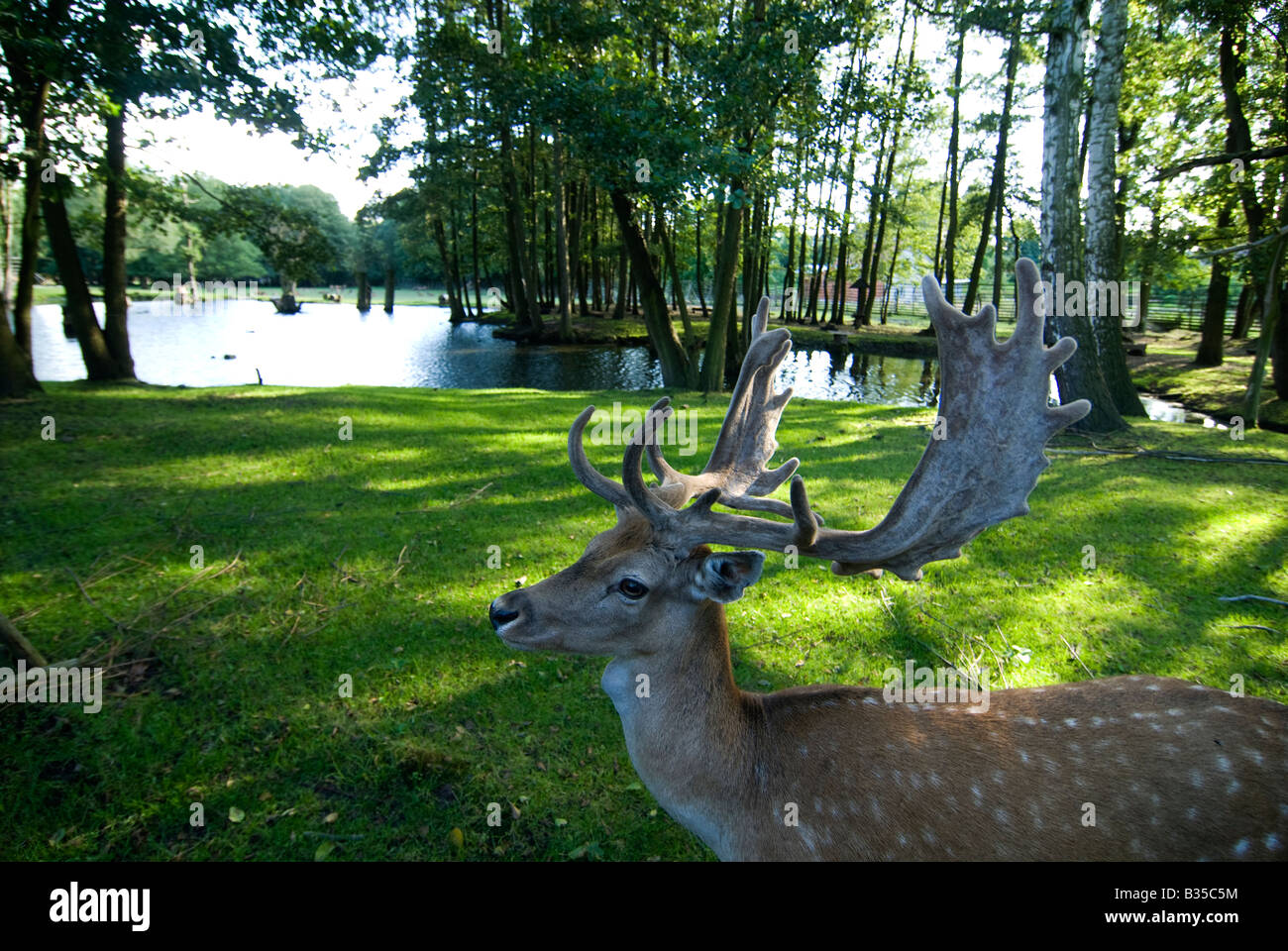 Fallow deer close up Stock Photo - Alamy