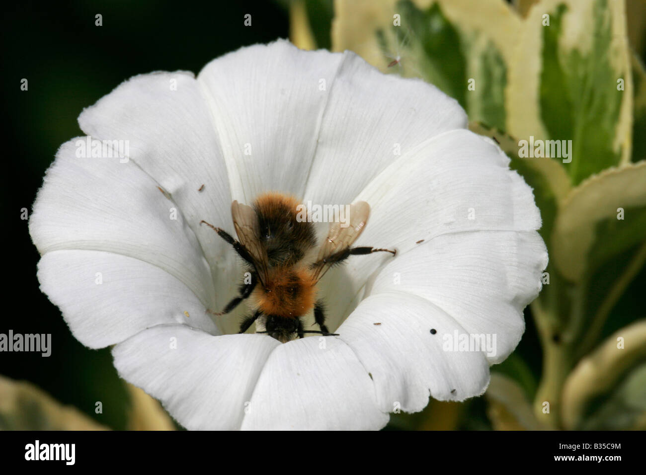 bumble bee in flower Stock Photo - Alamy