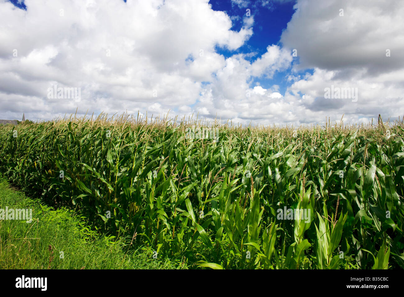maize corn field Stock Photo - Alamy