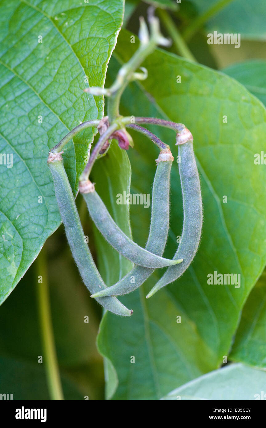 Scarlet Runner bean plant with young runner beans growing in an English ...