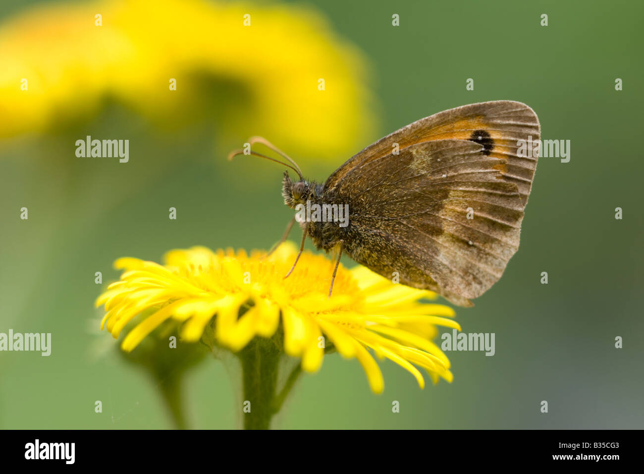 Gatekeeper Pyronia tithonus butterfly Stock Photo - Alamy