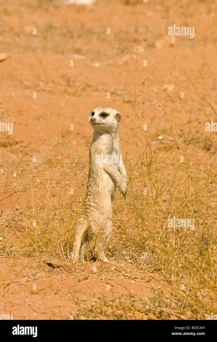 Meerkat stands by burrow in Namib desert of central Namibia Stock Photo ...