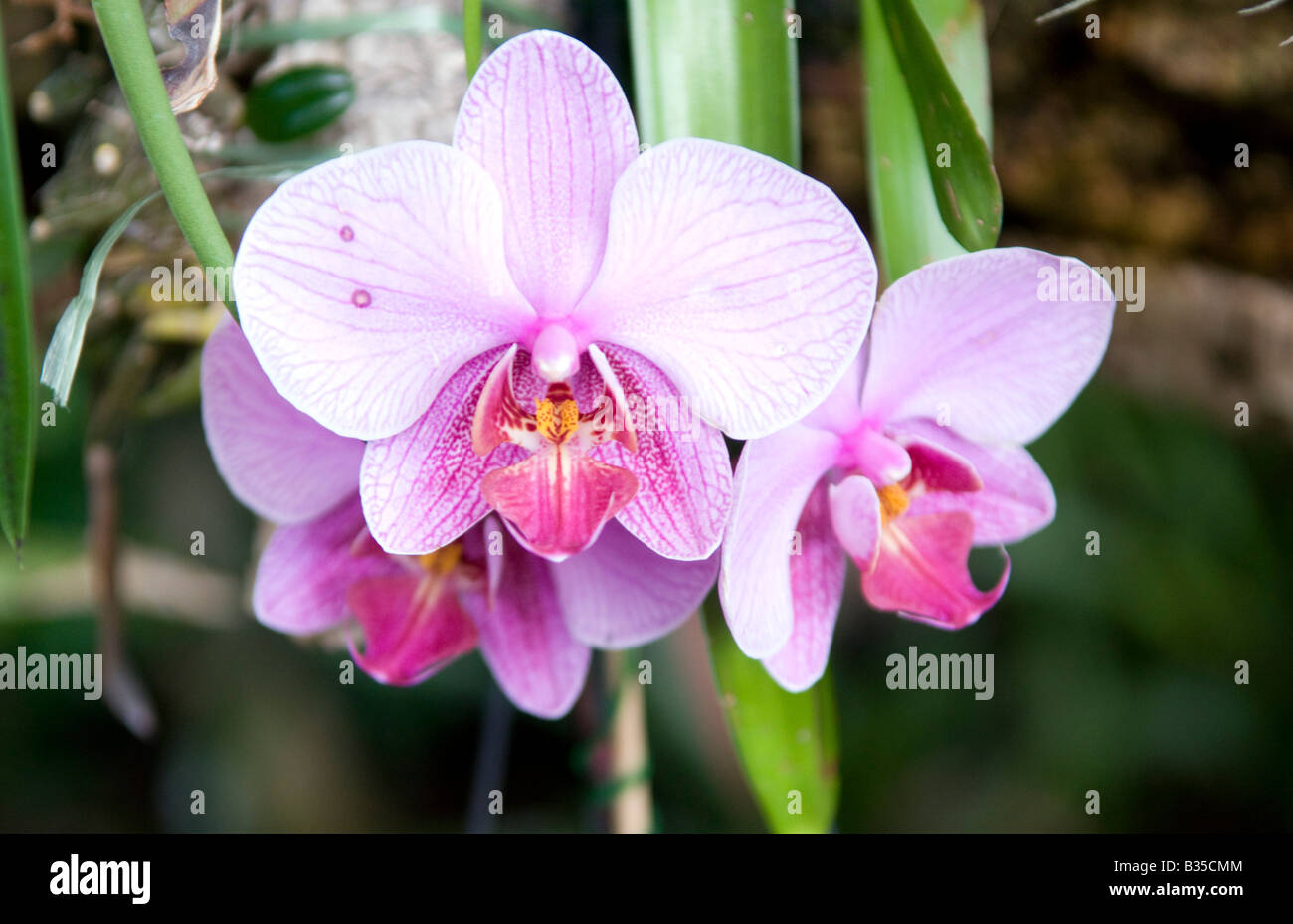 Deep pink orchids hi-res stock photography and images - Alamy
