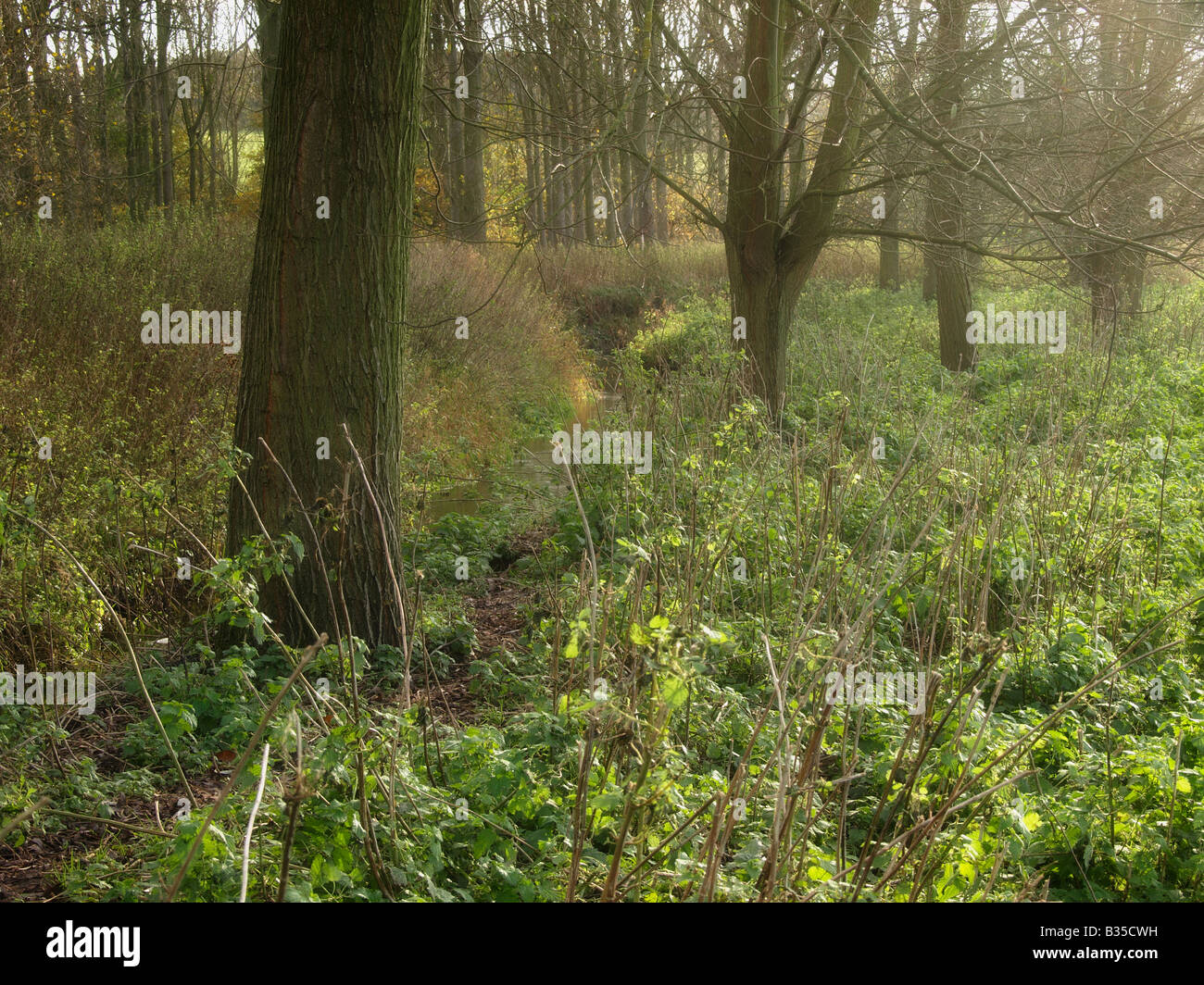 White Willows, Salix Alba Stock Photo - Alamy