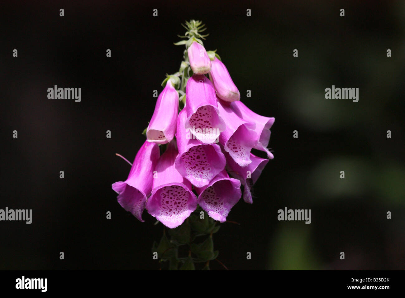 Spires common foxglove digitalis purpurea hi-res stock photography and ...