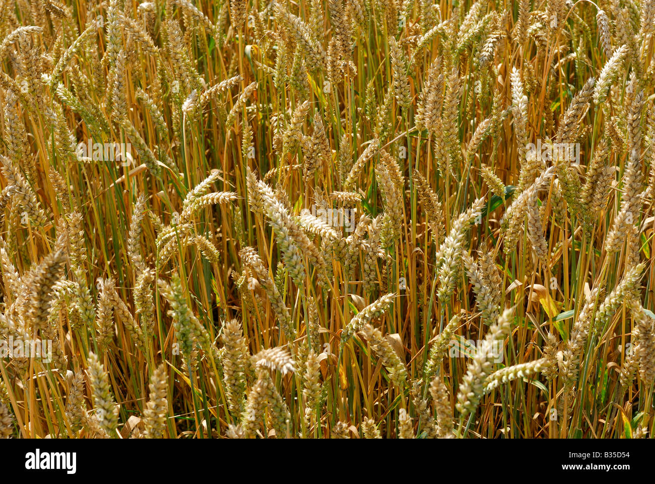 Wheat field close up Stock Photo - Alamy