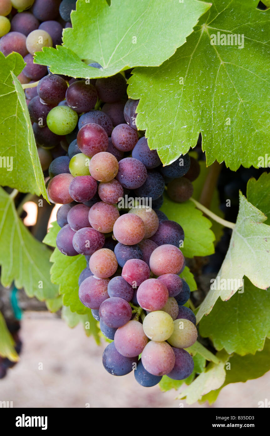Petite syrah hi-res stock photography and images - Alamy