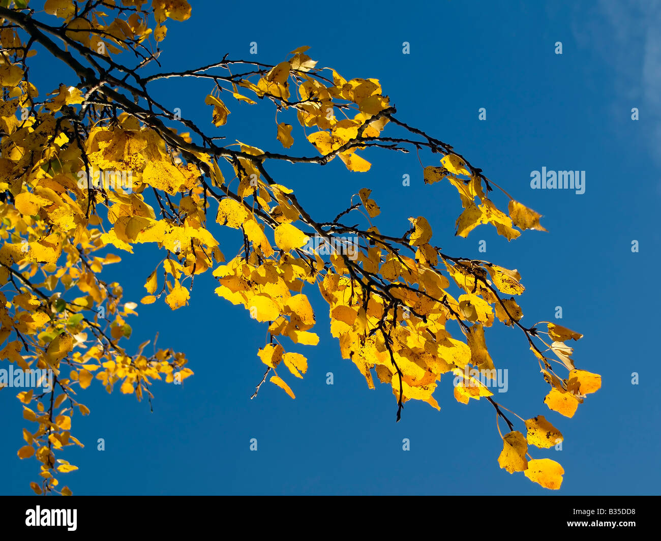 Grey Poplar Populus canescens Stock Photo - Alamy