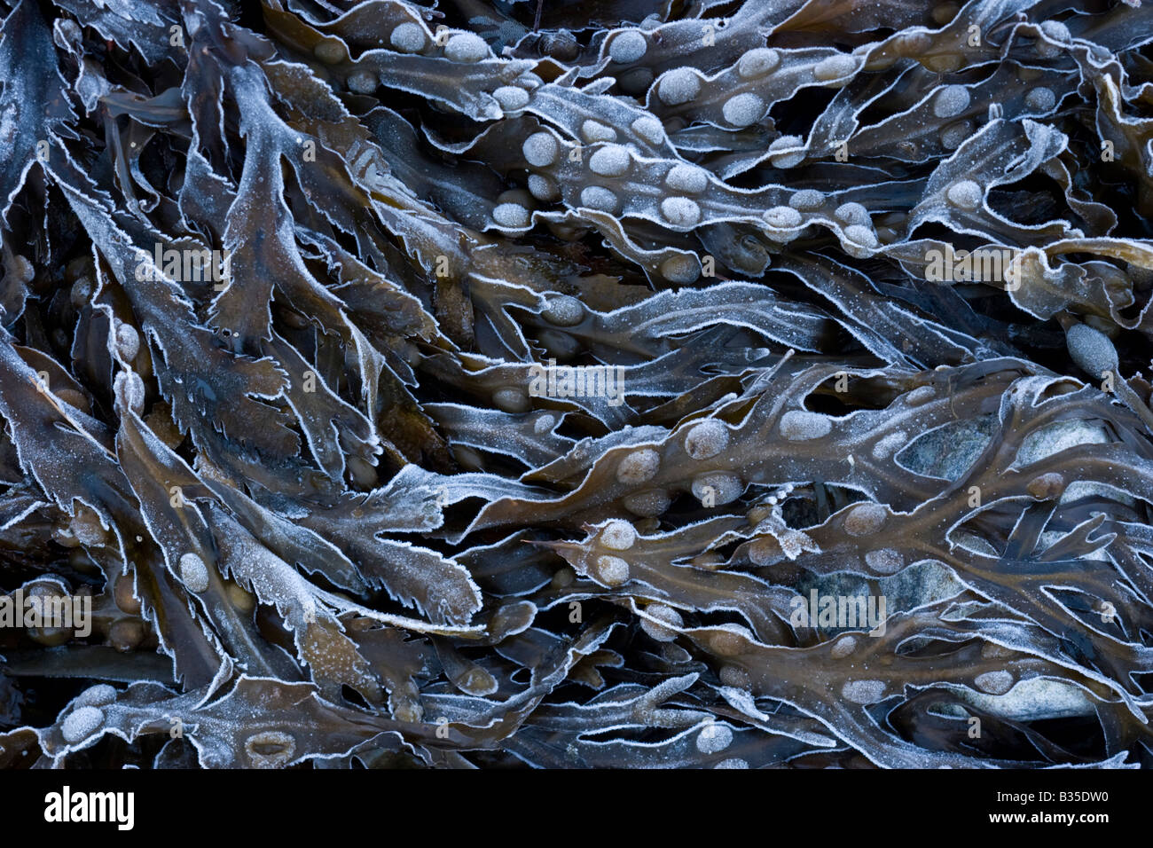 Bladder Wrack Fuscus vesiculosus Toothed Wrack Fuscus serratus Stock ...