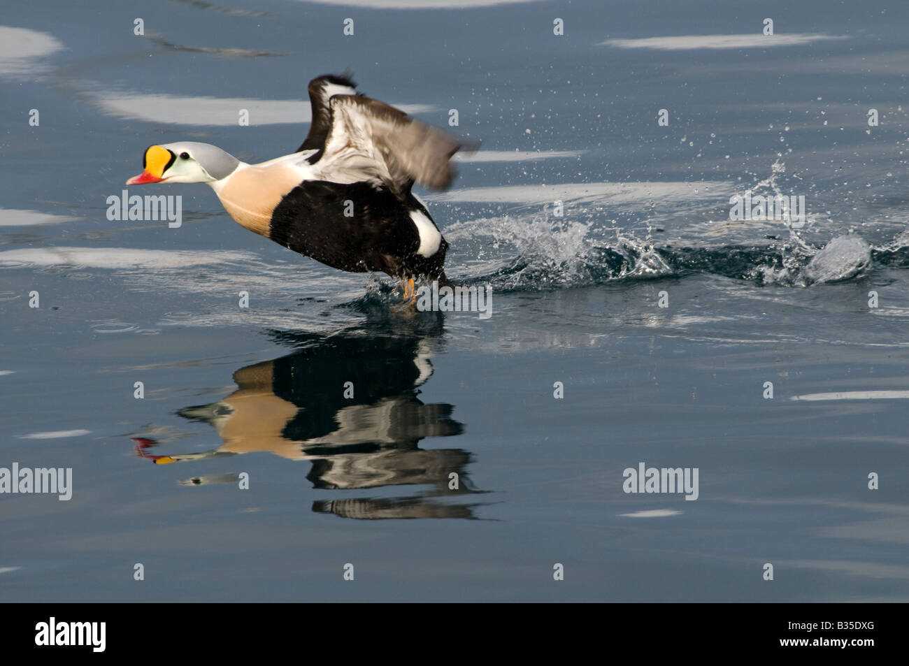 King eider flight hi-res stock photography and images - Alamy