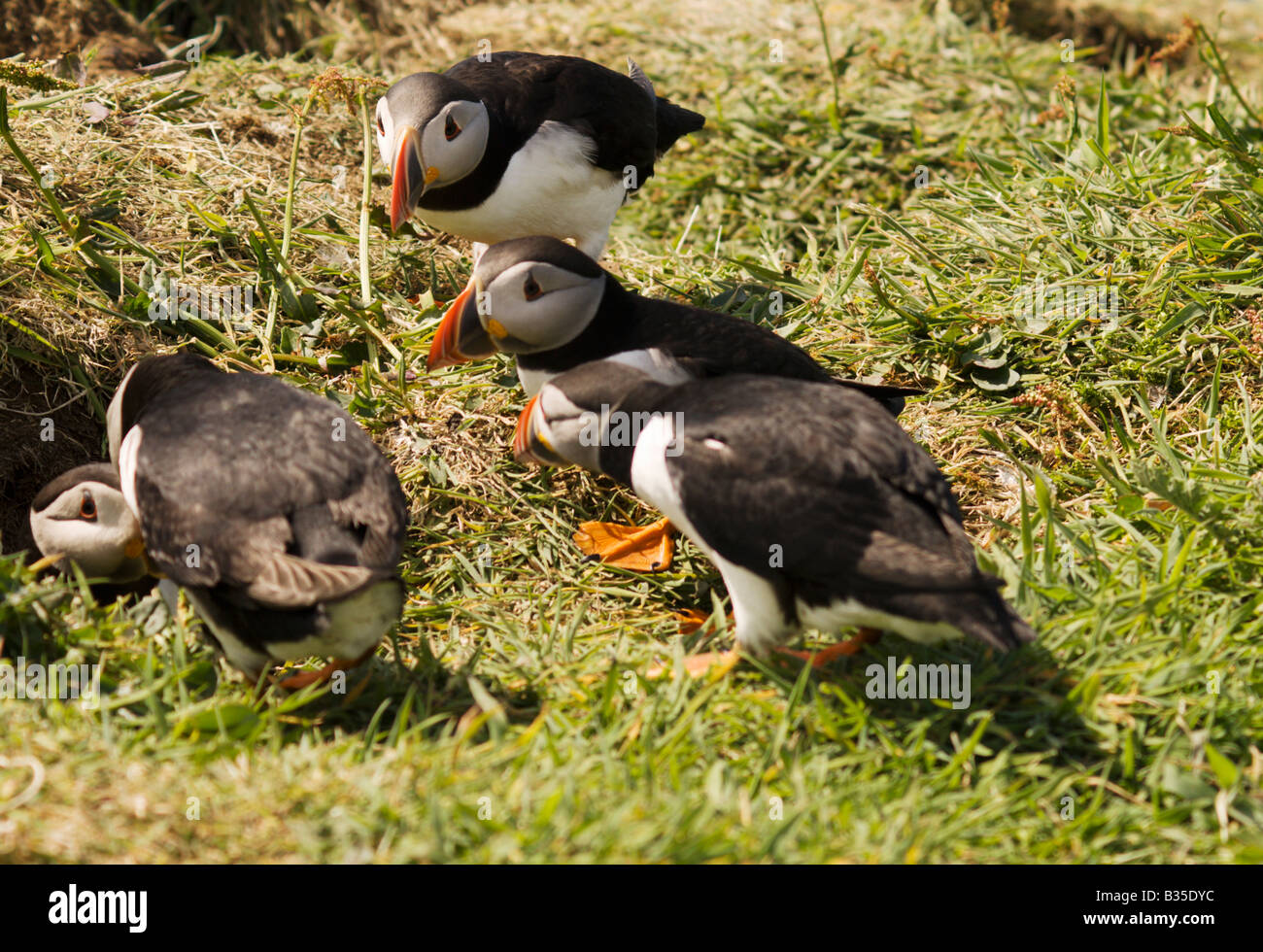 Puffin mating hi-res stock photography and images - Alamy