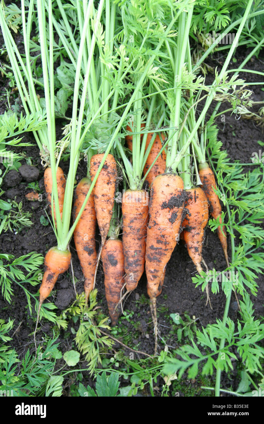 Fresh carrots mud hi-res stock photography and images - Alamy
