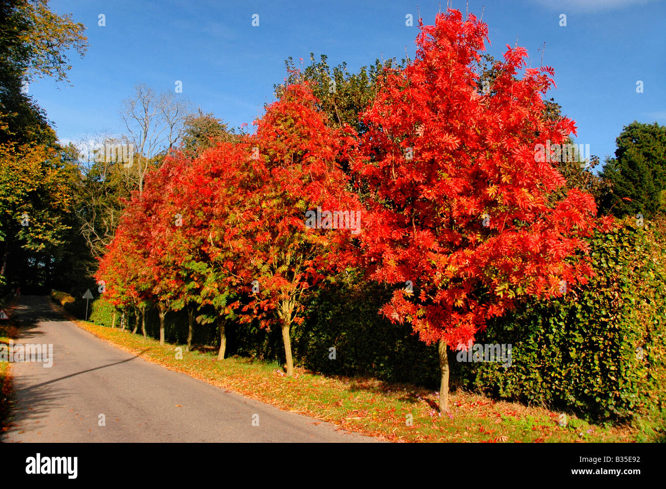 Autumnal trees dressed in red line a road side Stock Photo - Alamy
