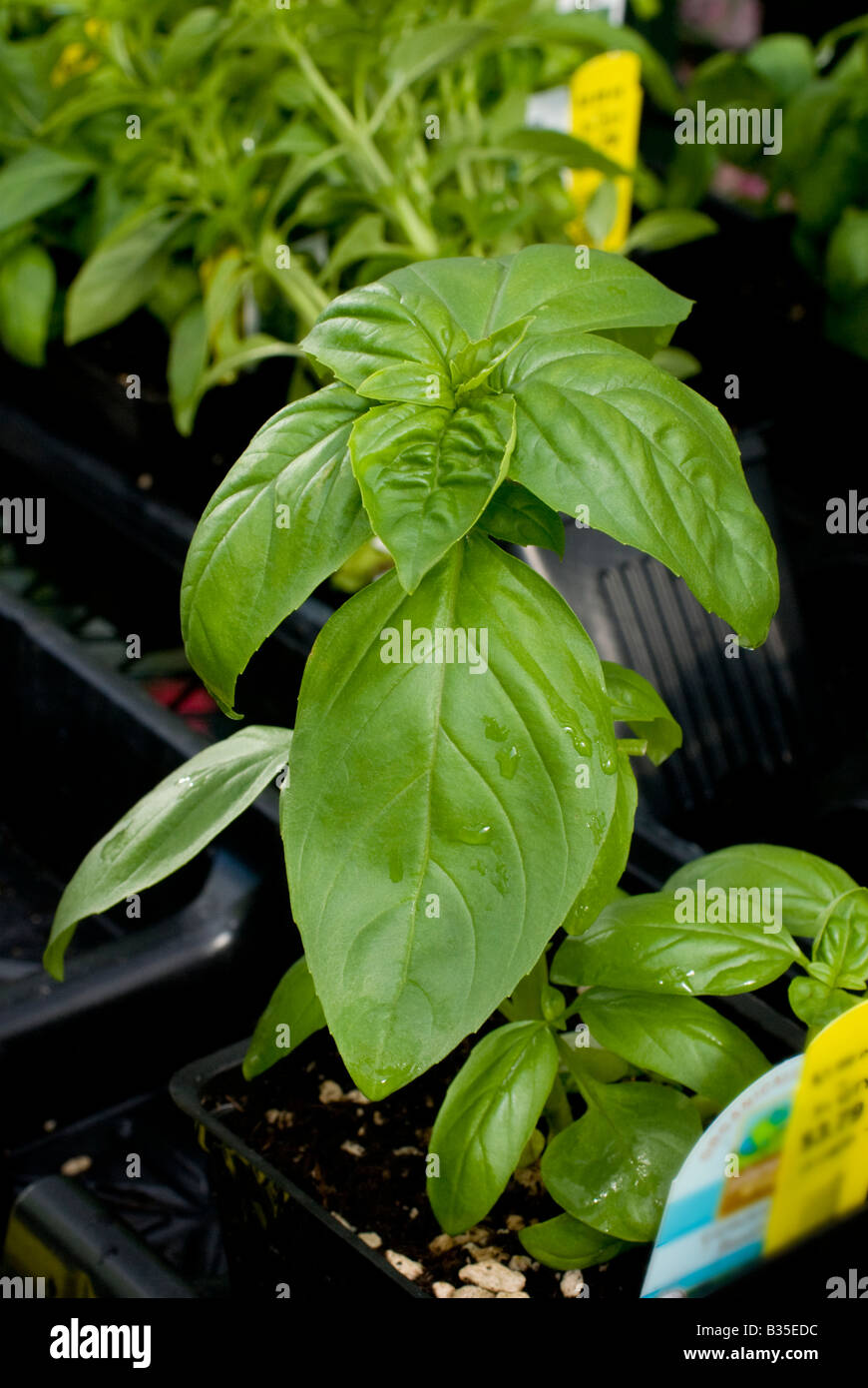 Basil - Ocimum basilicum Stock Photo - Alamy